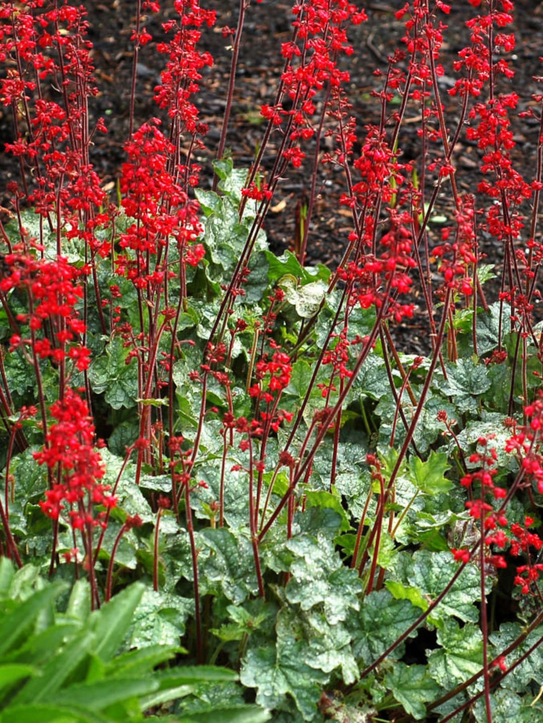 100 Seeds-coral Bell Firefly Flower Seeds-pv414- Red Coral Bells ...