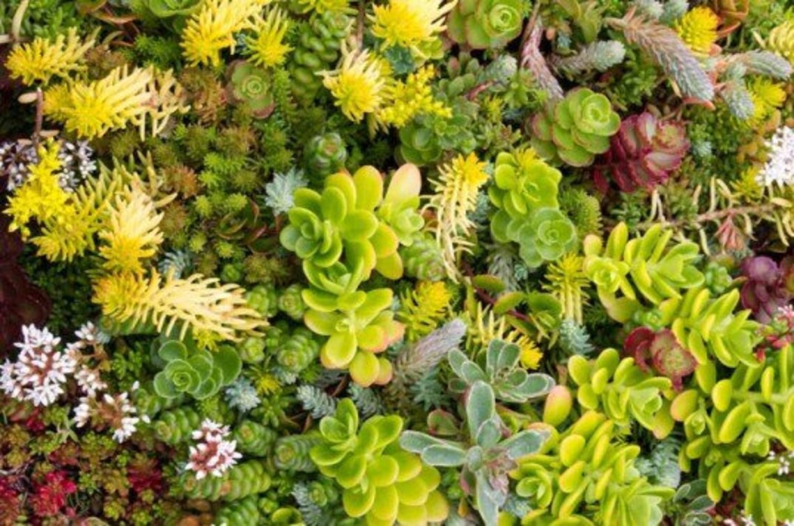 100 Seeds-sedum Roof Garden Mix Seeds Drought Tolerant | Etsy Canada