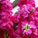 50 Seeds-deep Rose Stock Flower Seeds-pv446-matthiola Incana- Gilli ...