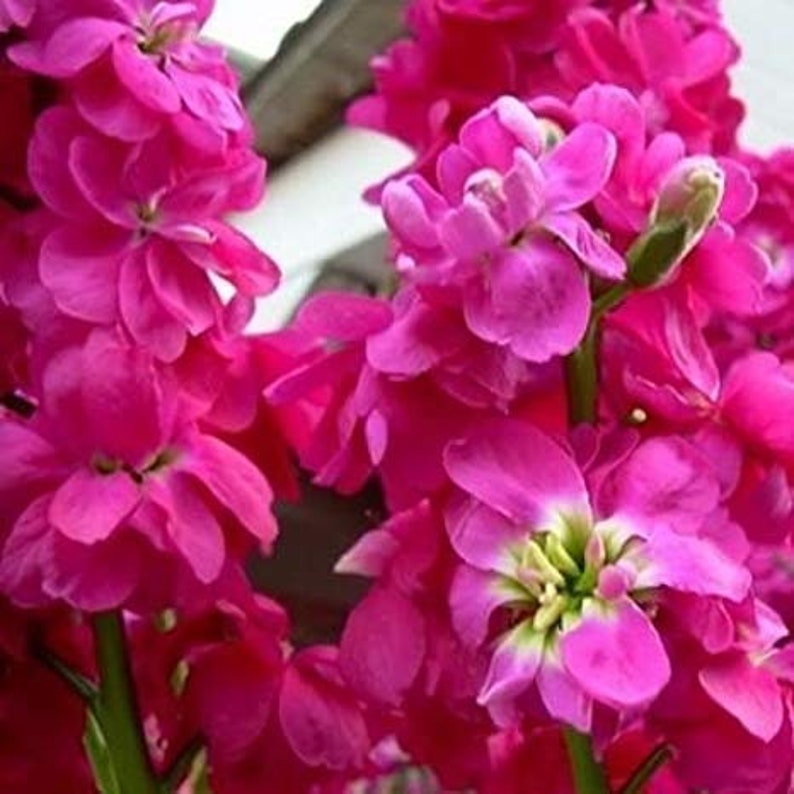 50 Seeds-deep Rose Stock Flower Seeds-pv446-matthiola Incana - Etsy Canada