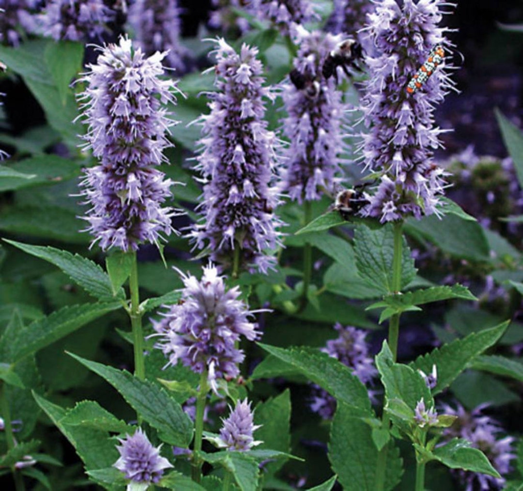 50 Seeds-giant Hyssop Agastache Lavender Seeds-agastache Mexicana-award ...