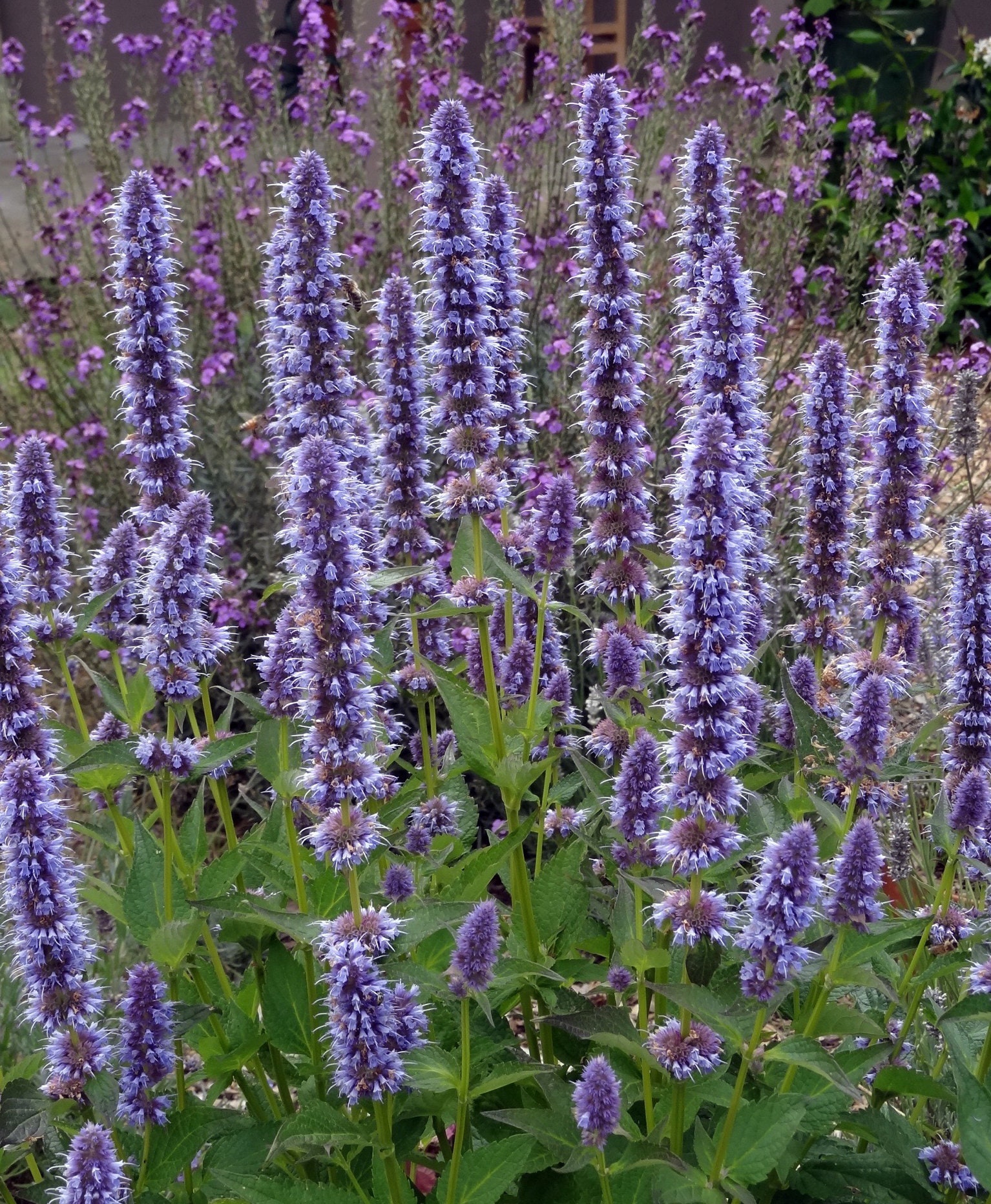 50 Seeds-giant Hyssop Agastache Lavender Seeds-agastache - Etsy Canada