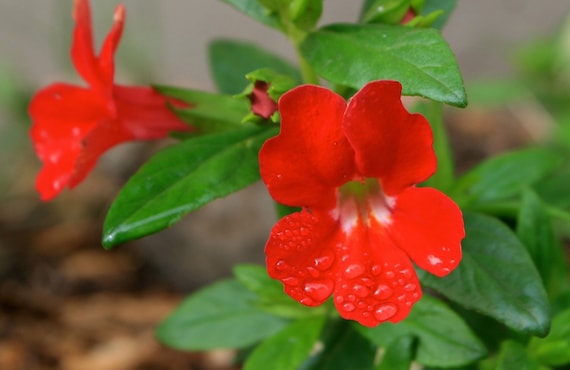 50 Seeds-red Mimulus Flower Seeds-angel Tiger Eye-mimulus - Etsy Canada
