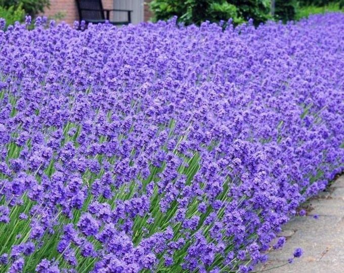 30 Seeds- Purple Love Grass Seeds-eragrostis Spectabilis--nesting Cover ...