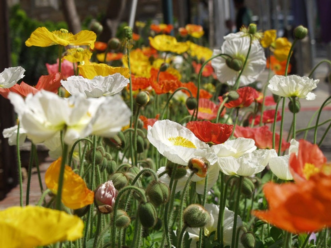 100 Seeds- Iceland Poppy Mix Flower Seeds-papaver Nudicaule-iceland ...