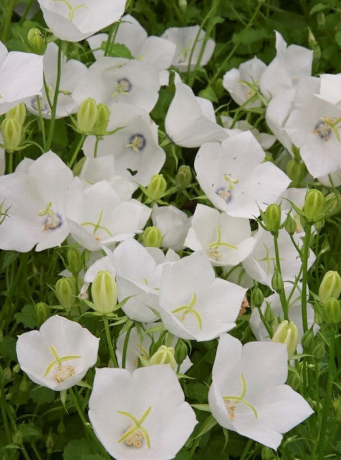 100 Seeds-white Bell Flower Seeds Tussock Bell Flower Seeds | Etsy