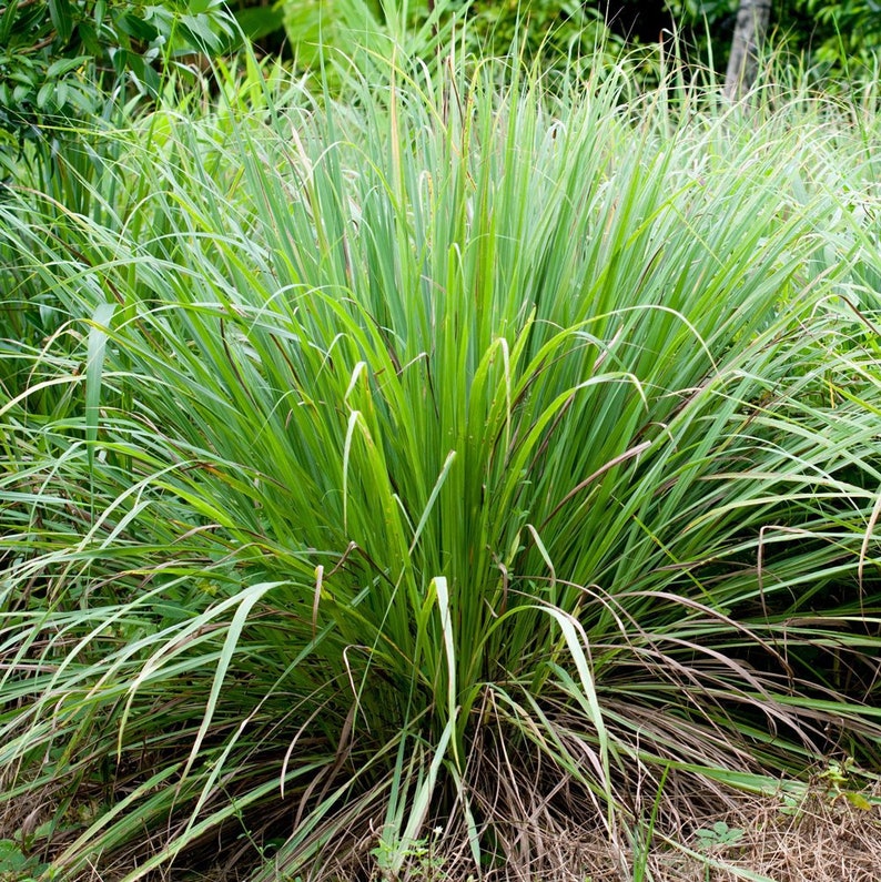 100 Seeds- Lemon Grass Plant Seeds--culinary Herb-cymbopogon Flexuosus ...
