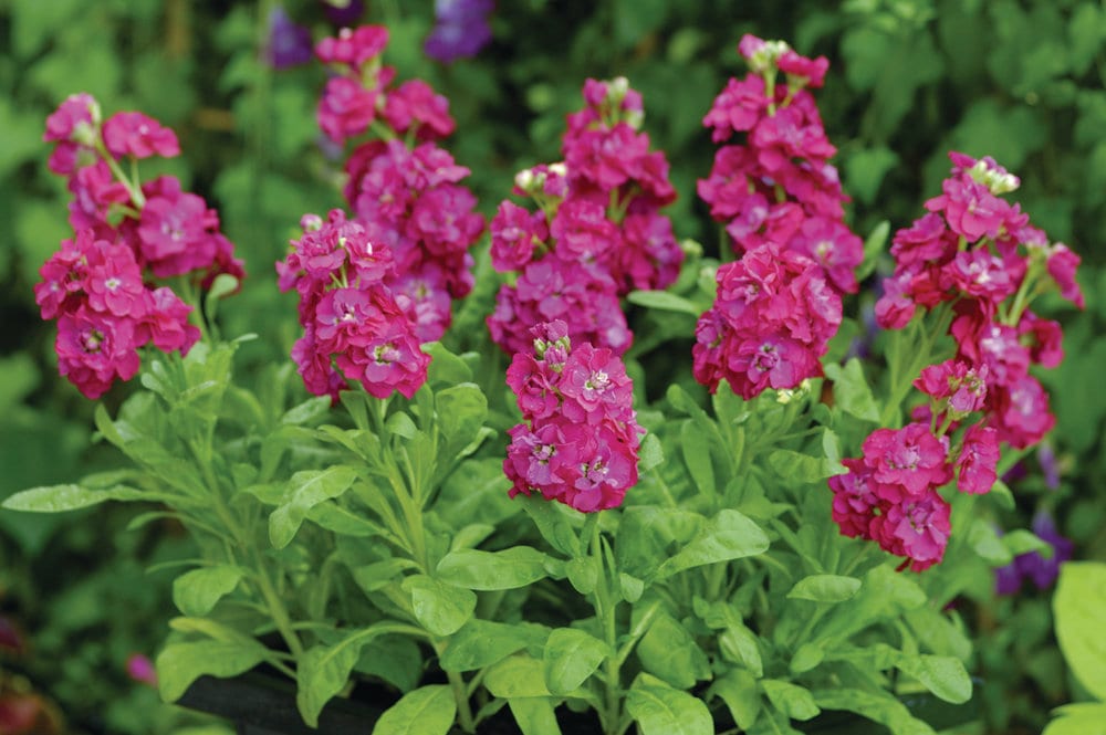 50 Seeds-deep Rose Stock Flower Seeds-pv446-matthiola Incana - Etsy Canada