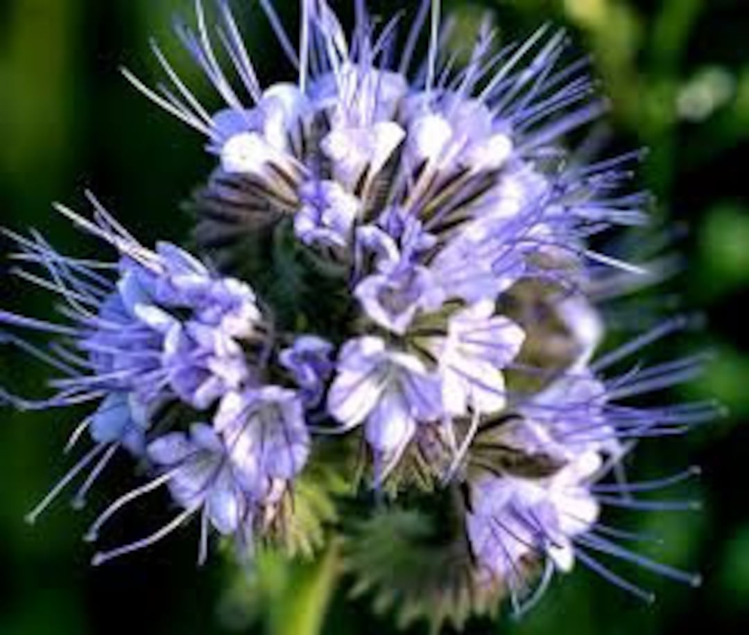 200 Seeds-Lacy Phacelia Flower-Phacelia Tanacetifolia pv365-Sweet Annual-Attracts bees and ...