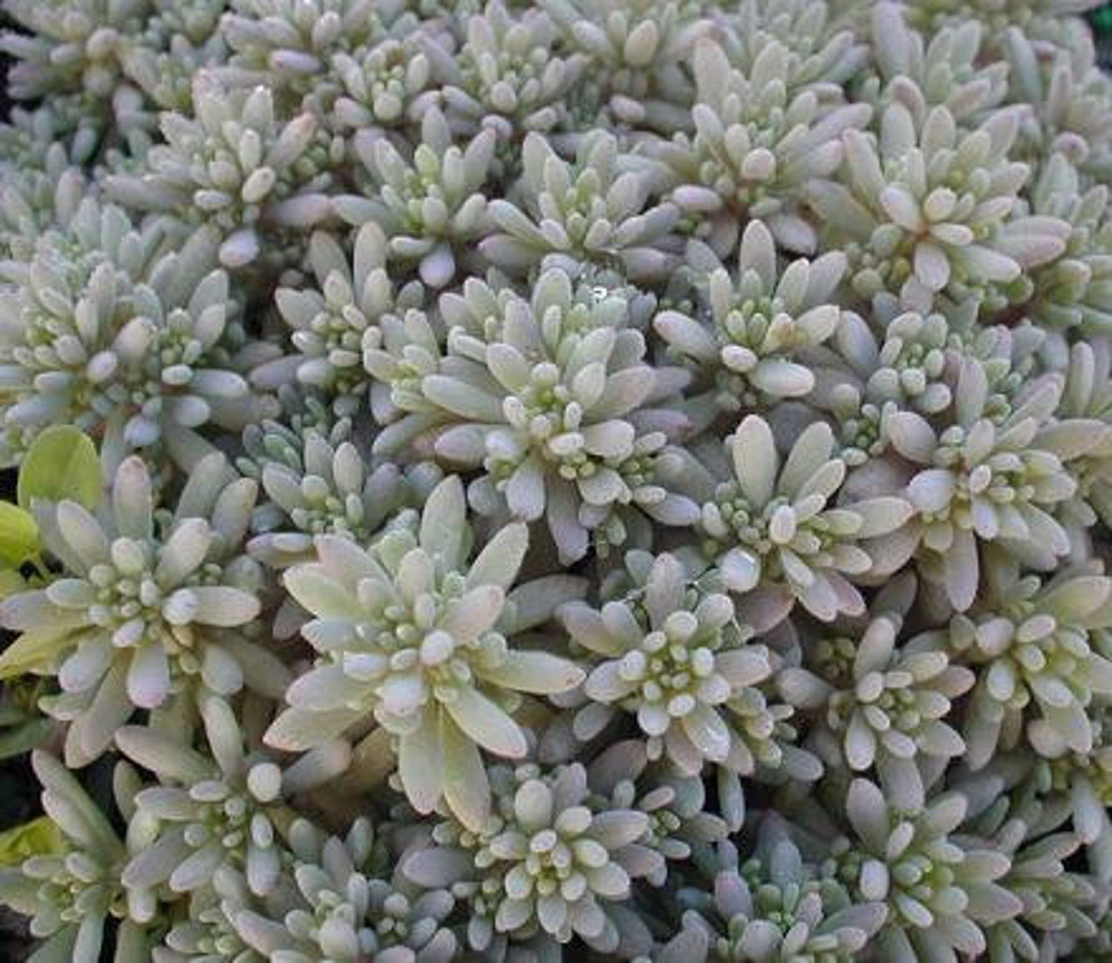 50 Seeds Spanish Stonecrop Seeds-sedum Hispanicum-q077 - Etsy Canada