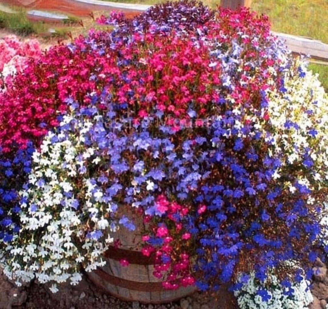 200 Seeds- Lobelia Pendula Cascade Mix Flower Seeds-prized Annual-great ...
