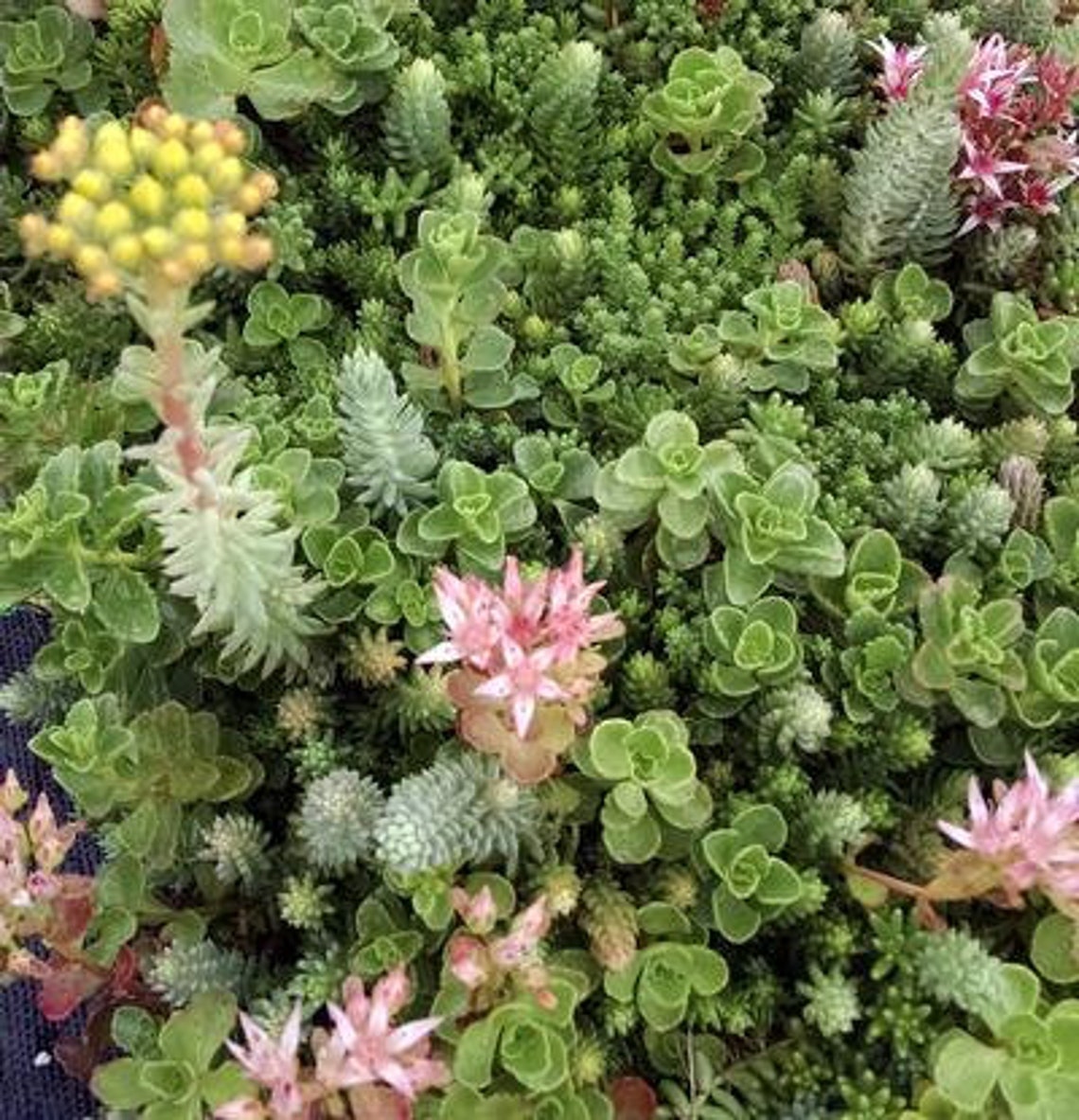 100 Seeds-sedum Roof Garden Mix Seeds Drought Tolerant | Etsy Canada