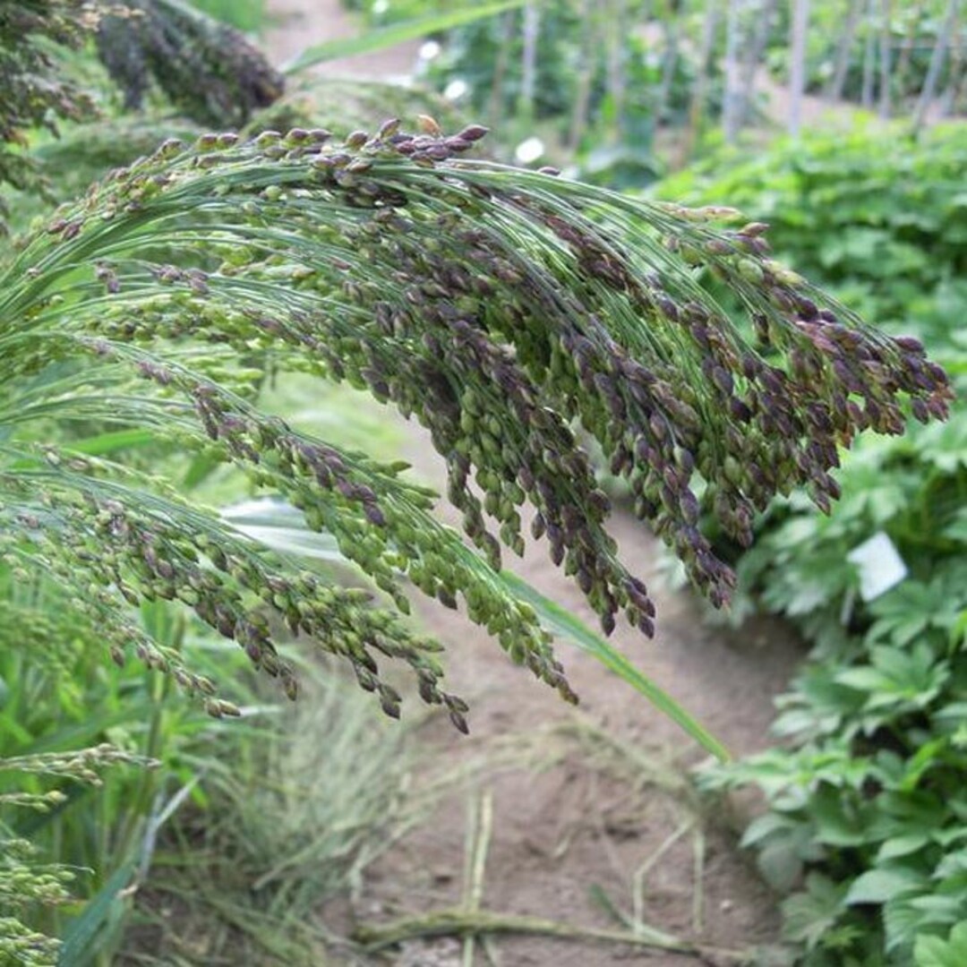 30 Seeds-violet Panic Grass Seed-panicum Violaceum-ornamental Purple ...