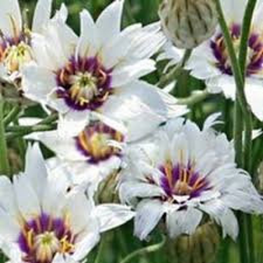 30 Seeds-white Cupid's Dart Flower Seeds-pv471-catananche Caerulea-love ...