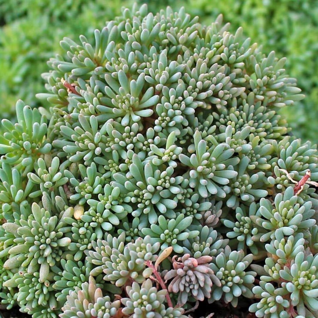 50 Seeds- Spanish Stonecrop Seeds-sedum Hispanicum-q077- Drought ...