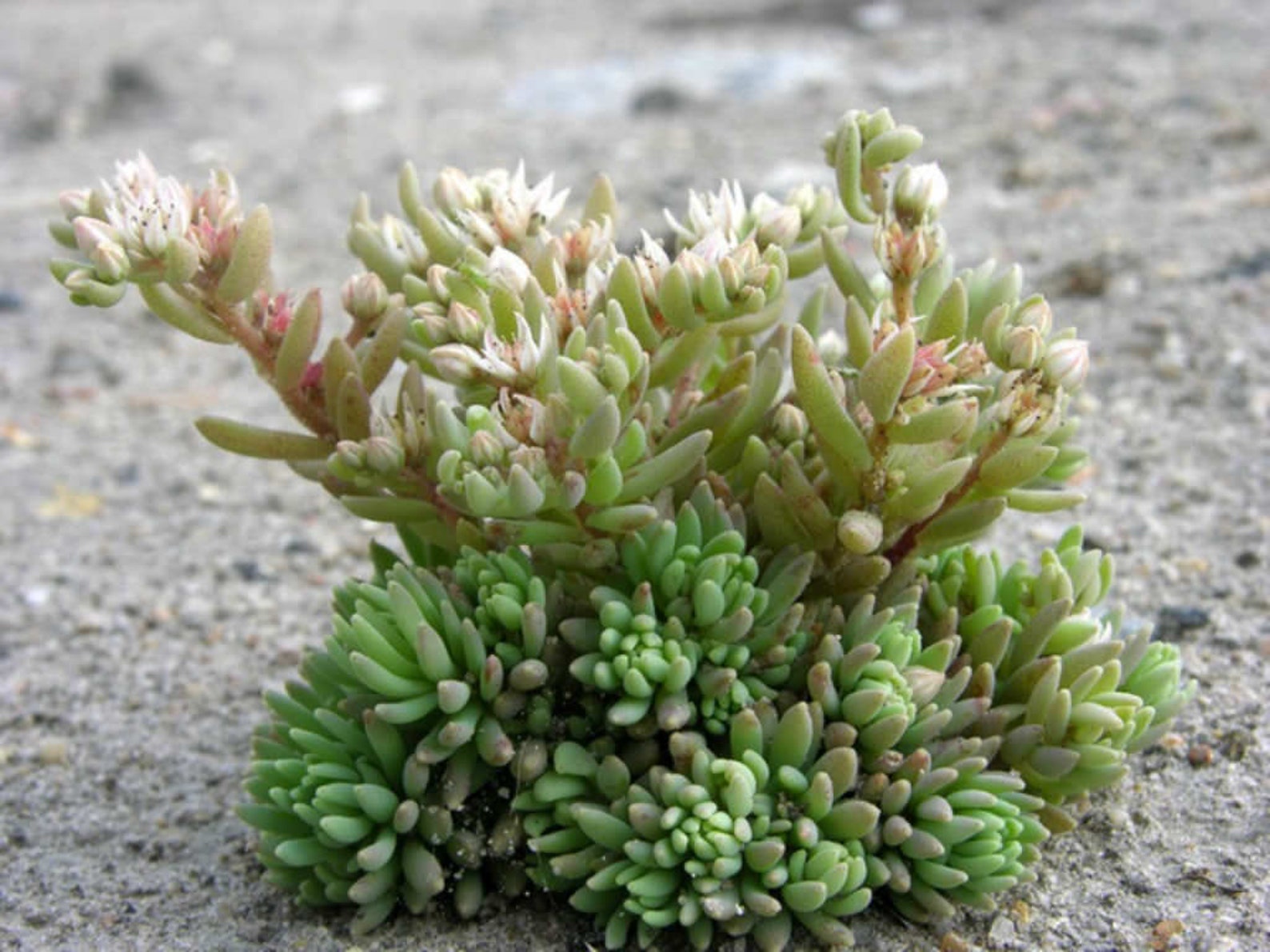 50 Seeds Spanish Stonecrop Seeds-sedum Hispanicum-q077 - Etsy Canada