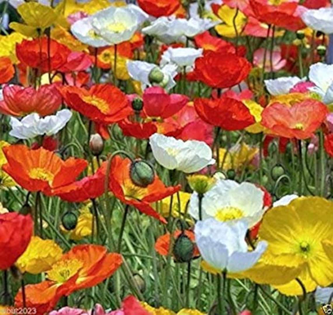 100 Seeds Iceland Poppy Mix Flower Seeds-papaver - Etsy Canada