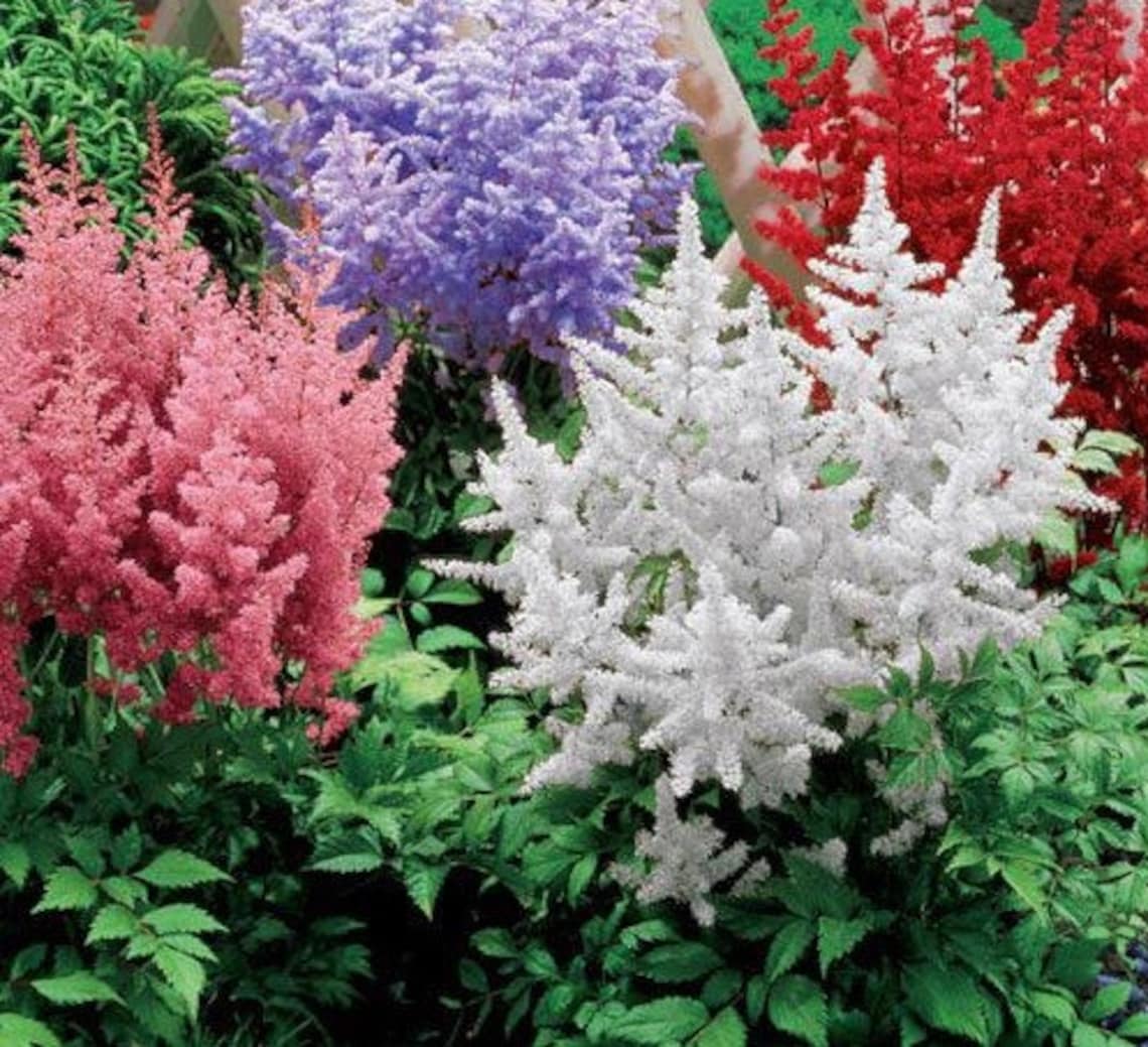 50 Seeds-astilbe Arendsii Flower Seeds-astilbe Arendsii | Etsy