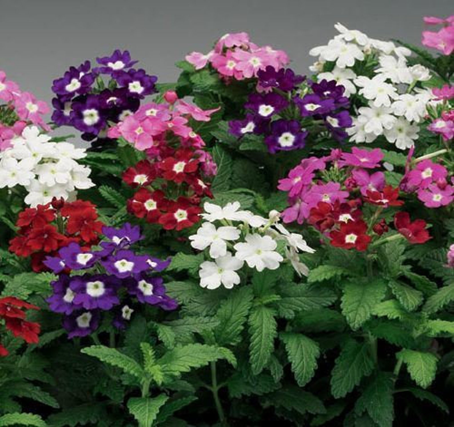 100 Seeds- Verbena Mixed Hybrid Flower Seeds-pv155- Verbena ...