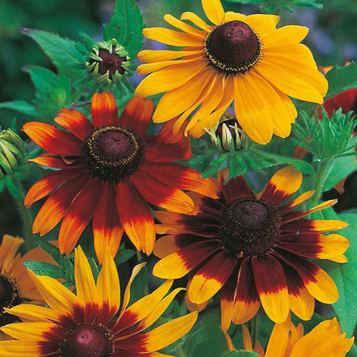 200 Seeds-Rudbeckia Black Eyed Susan Mix Flower Seed-Rubeckia | Etsy