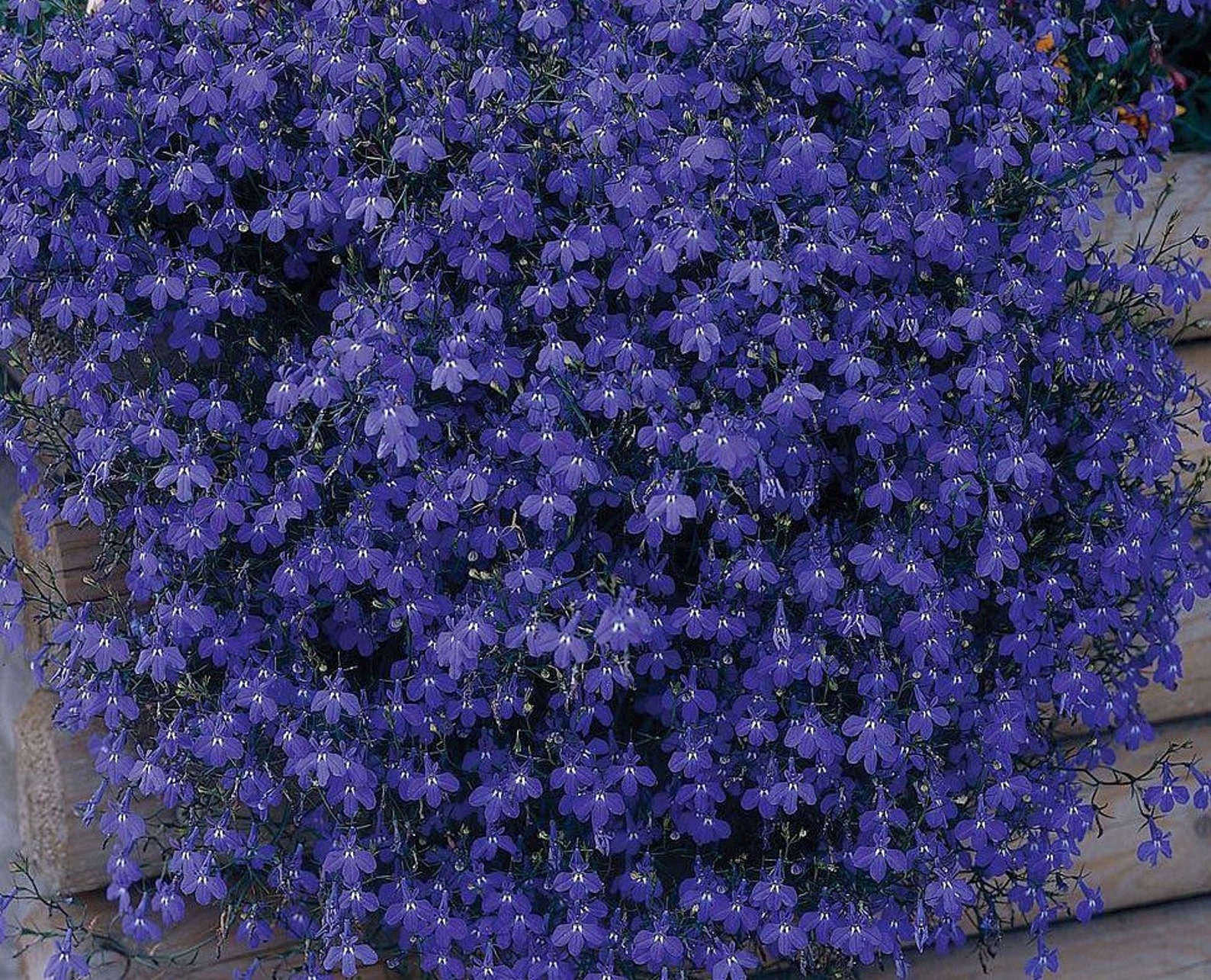 500 Seeds- Sparkling Sapphire Lobelia Flower Seeds-pv138- Emperor ...