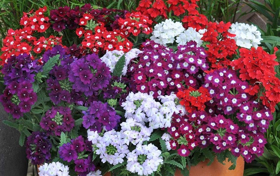 100 Seeds Verbena Mixed Hybrid Flower Seeds-pv155 Verbena | Etsy