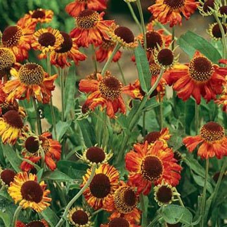 50 Seeds-sneezeweed Autumnale Flower Seeds-dogtooth Daisy-helenium ...