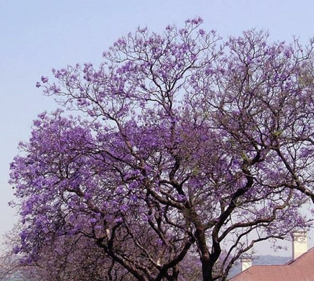 100 Seeds- Royal Empress Tree Seeds- Princess Tree-paulownia Tomentosa ...