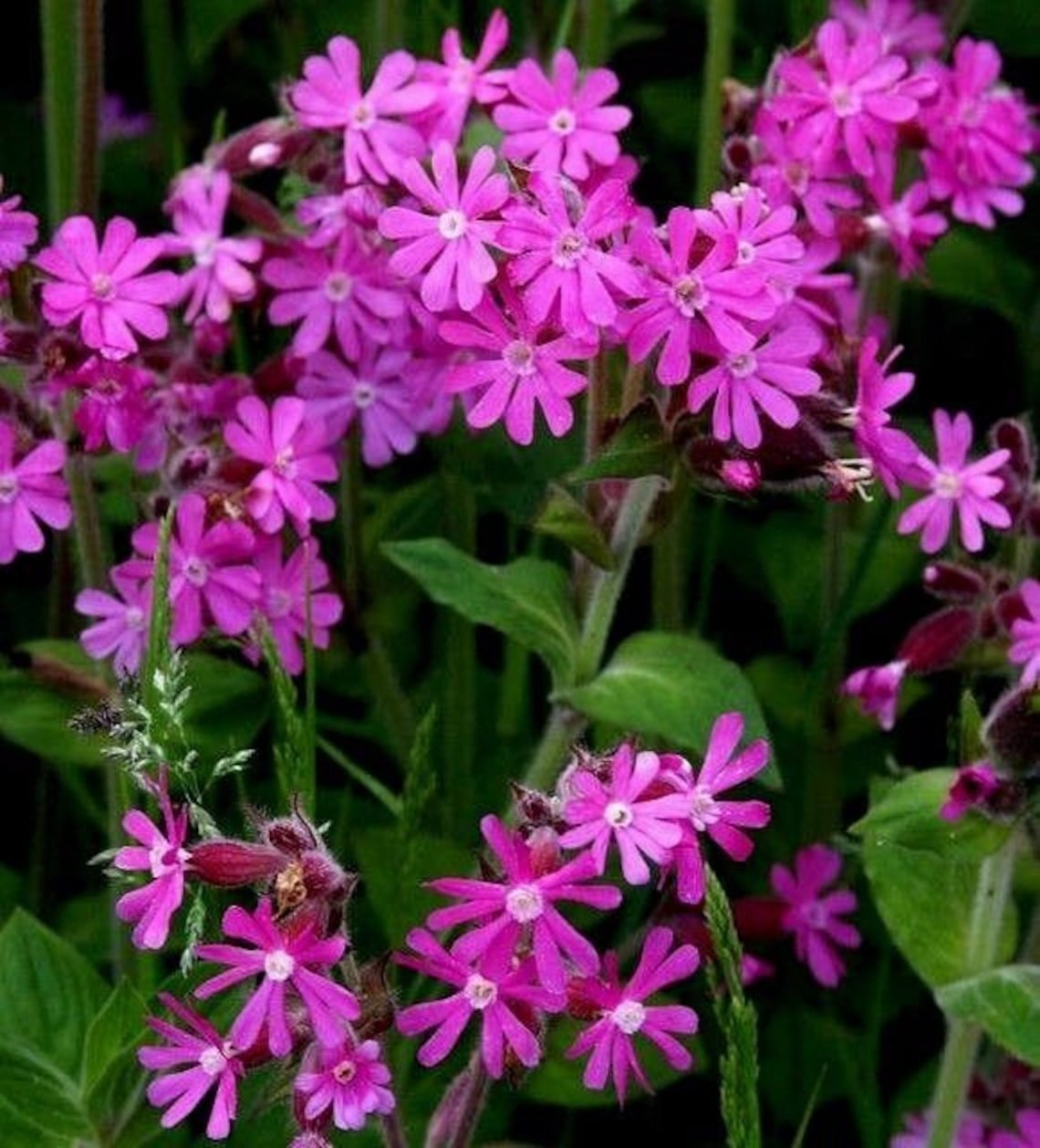 200 Seeds William Silene Pink Flower Seeds Lychnis Viscaria Campion