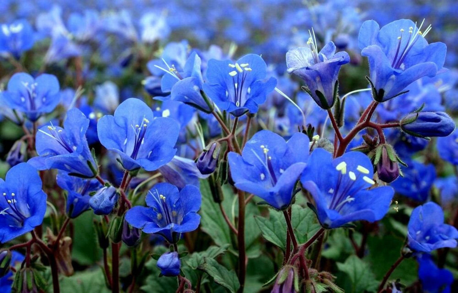 100 Seeds- California Bluebell Flower Seeds- PHACELIA Campanularia ...
