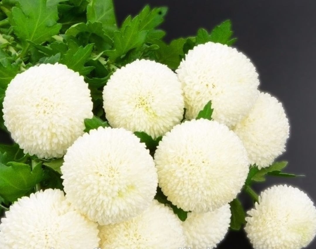 100 Seeds- White Snowball Flower Seeds-chrysanthemum Tanacetum ...