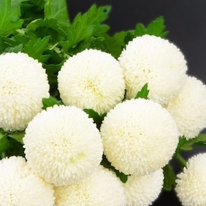 100 Seeds- White Snowball Flower Seeds-chrysanthemum Tanacetum ...