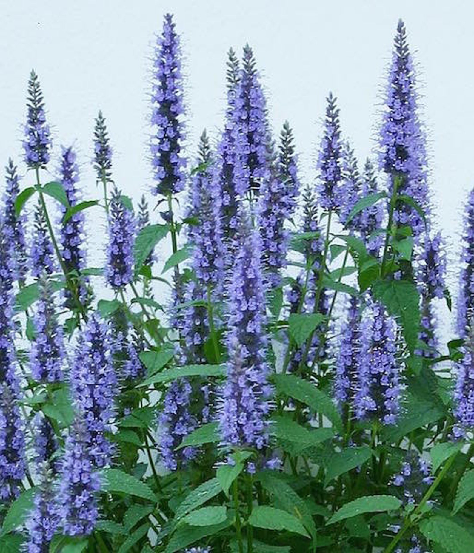 50 Seeds-giant Hyssop Agastache Lavender Seeds-agastache - Etsy Canada