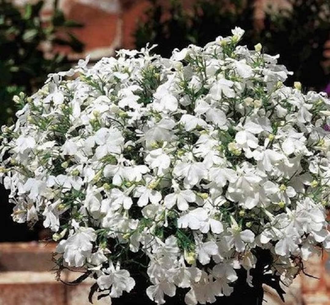 100 Seeds- White Lady Lobelia Cascade Seeds-pv417-trailing Lobelia ...