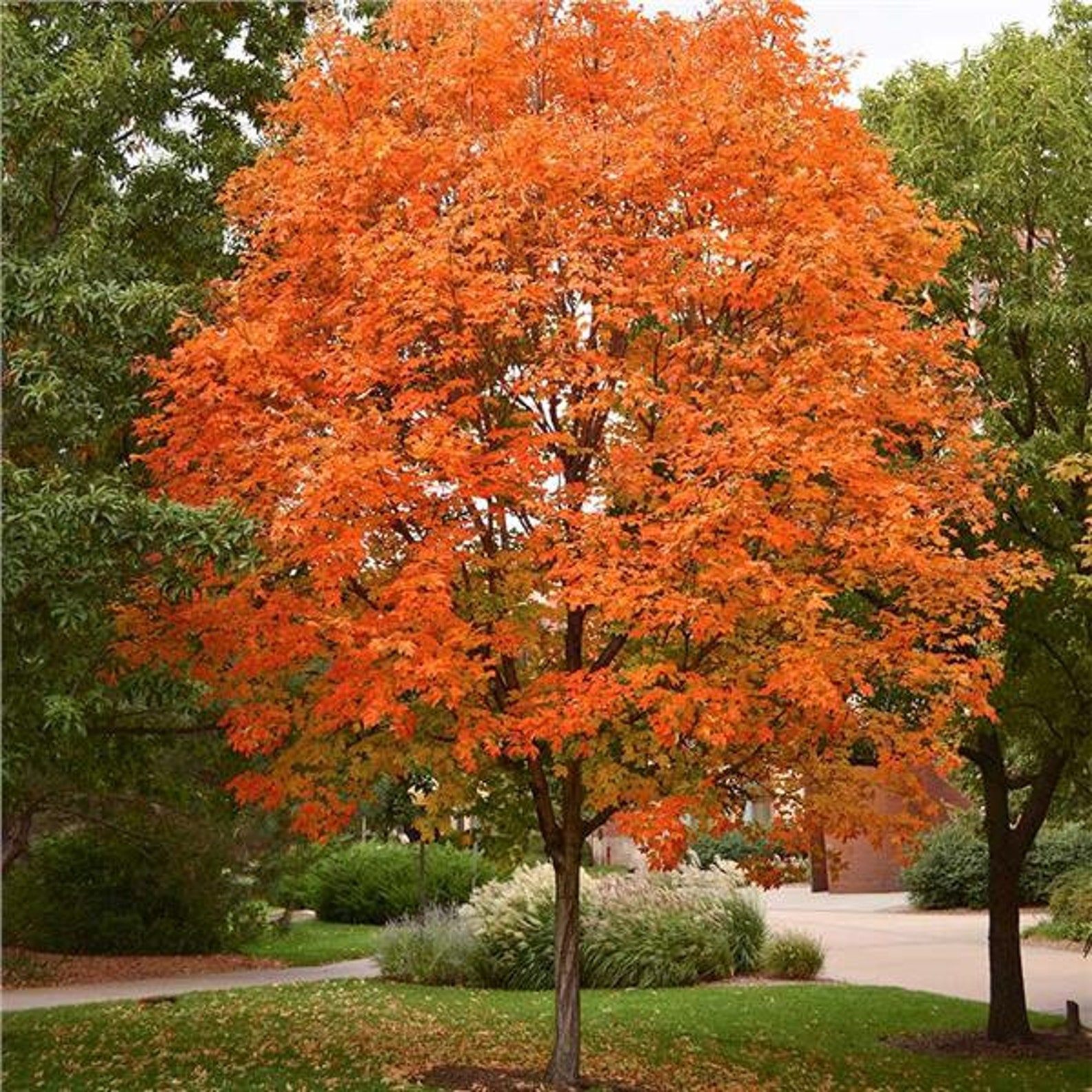 5 Seeds Sugar Maple Tree Seeds excellent Long Living Etsy Canada
