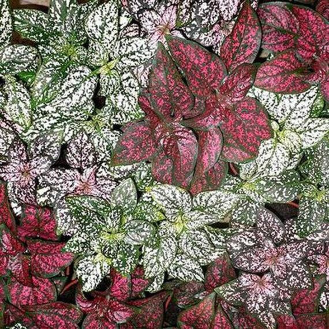 20 Seeds Splash Mix Hypoestes Flower Seeds-hypoestes - Etsy UK