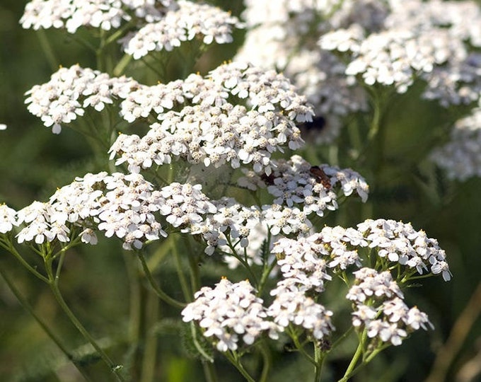 500+ White Yarrow Flower Seeds- Yarrow White Wildflower- ACHILLEA ...
