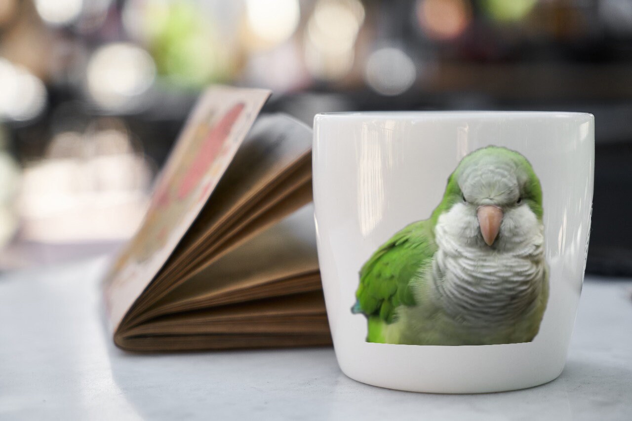 Cute Quaker Parrot 1, Chacha, Digital File Instant Download, 7 Pictures ...