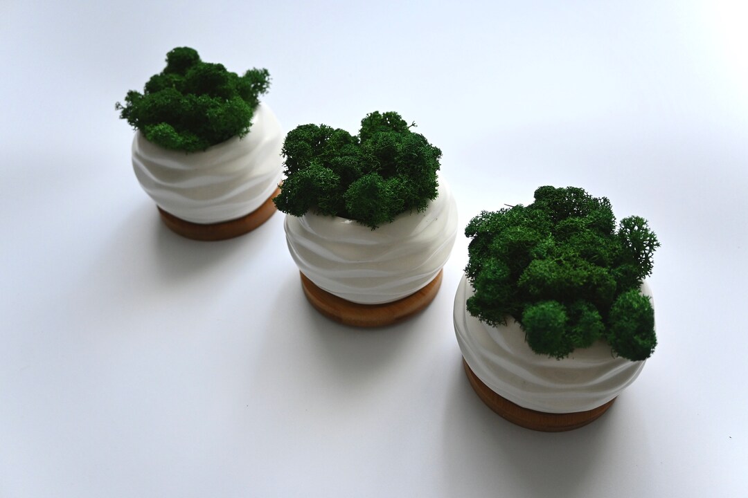 Set of 3 Moss Pots Scandinavian Moss Pot GIFT IDEA Preserved Moss Decor ...