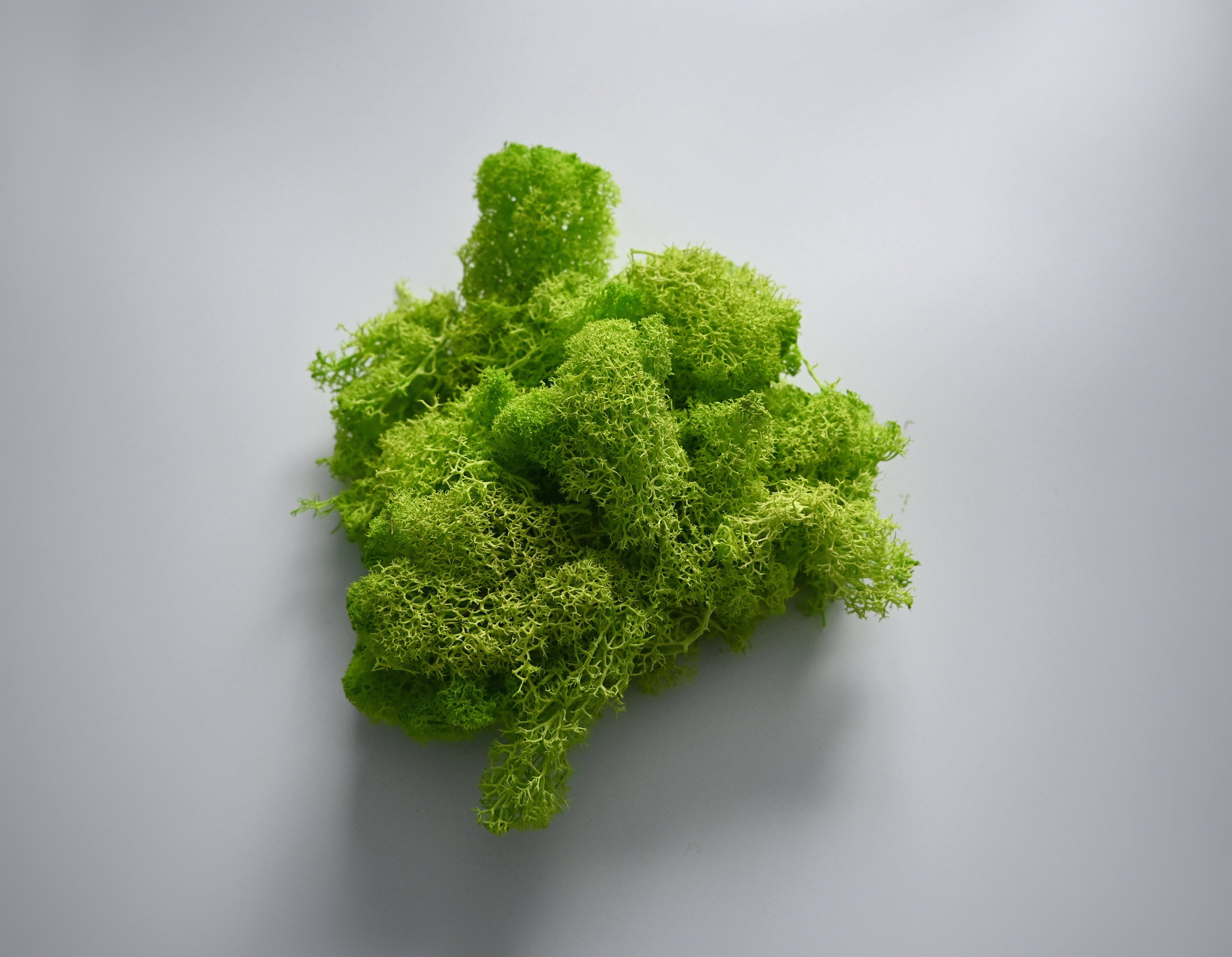 Scandinavian Moss Tile Preserved Moss Decor Home Office Decor Modern ...