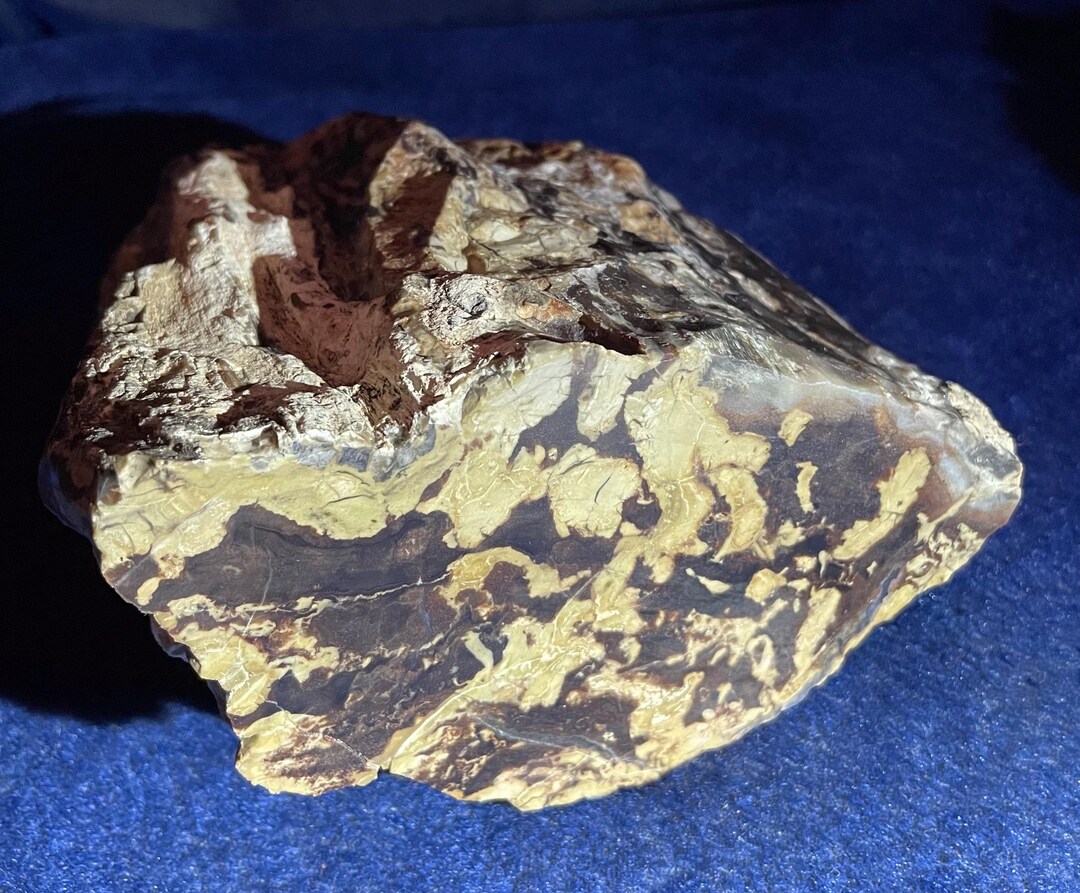 Wyoming Wagon Bed Formation Beaver Rim Petrified Palm - Etsy