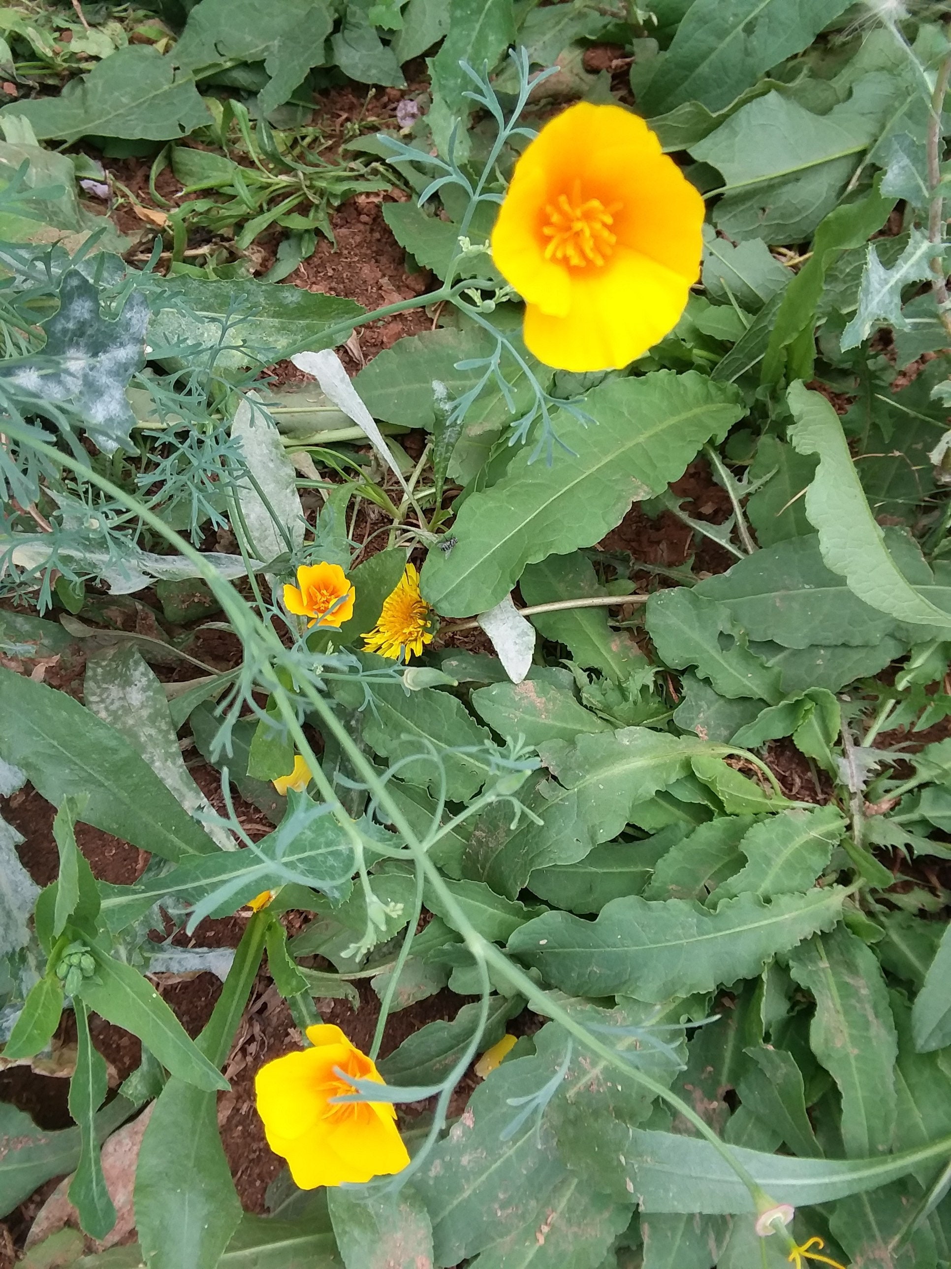 Wyoming Bull Canyon Jade Specimen | Etsy