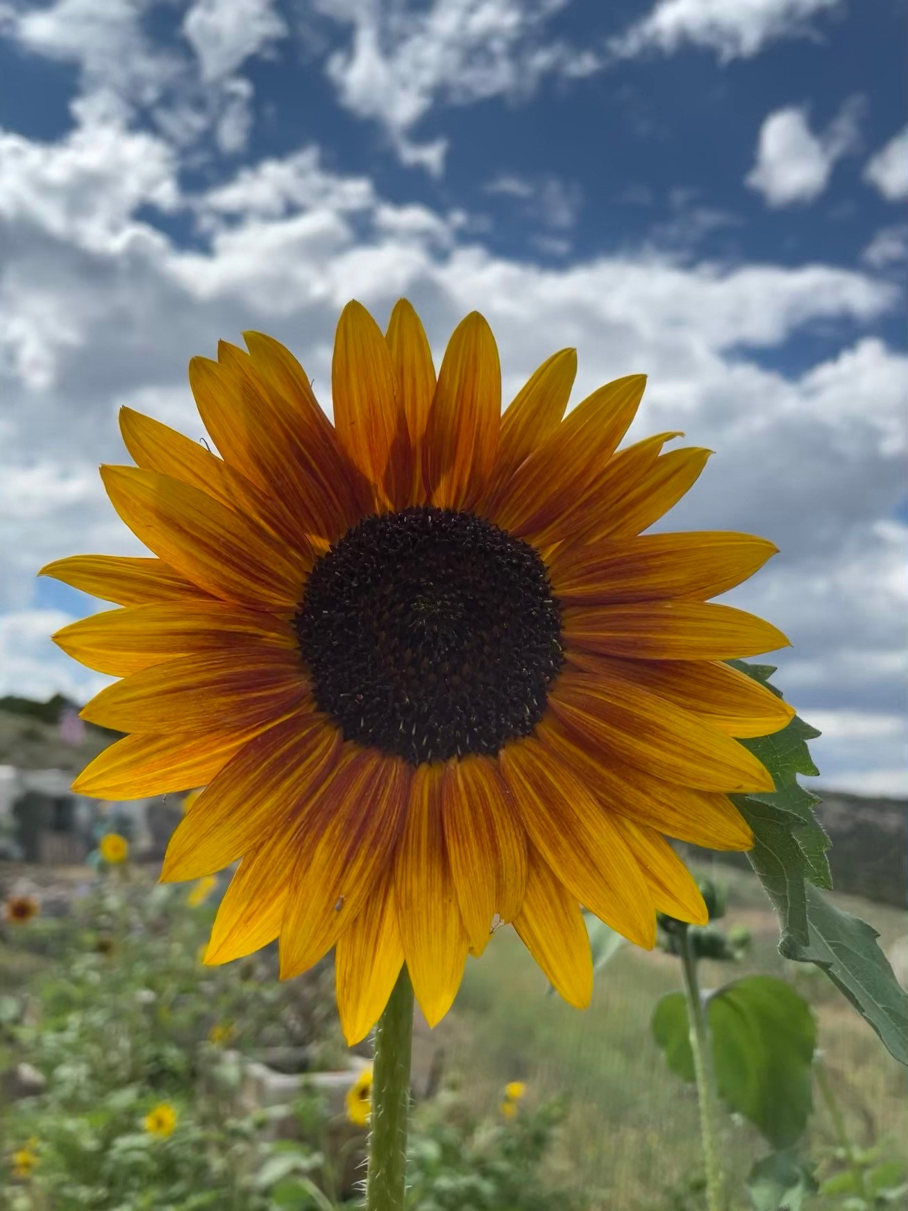Wyoming Black Jade Float With Cinder Edge - Etsy UK