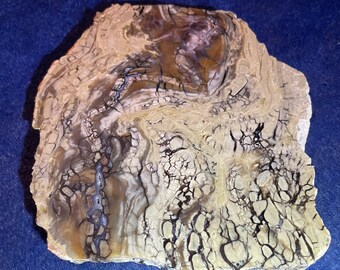 Wyoming Pandanus Petrified Wood Large Slab - Etsy
