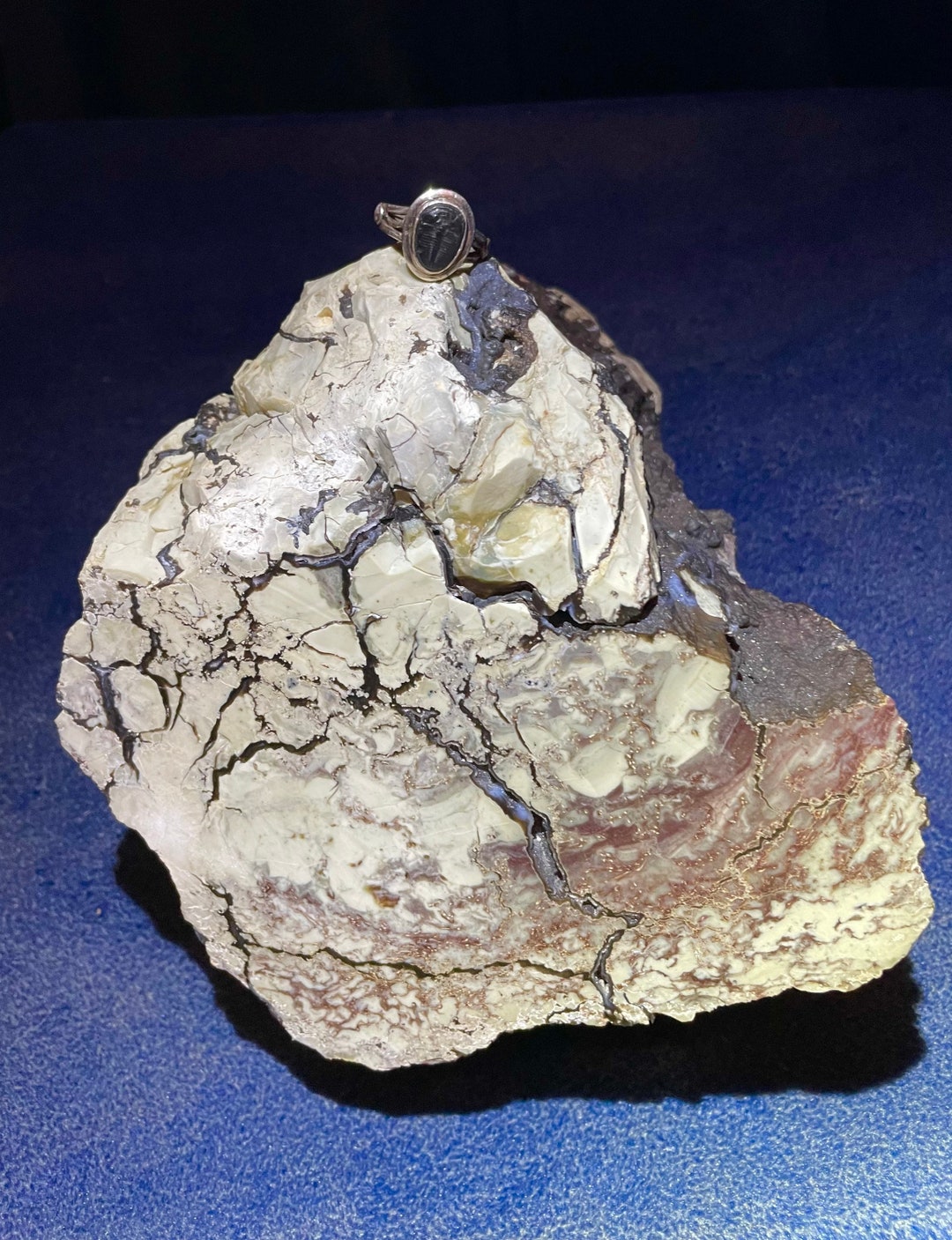 Wyoming Petrified Pandanus Wood - Etsy