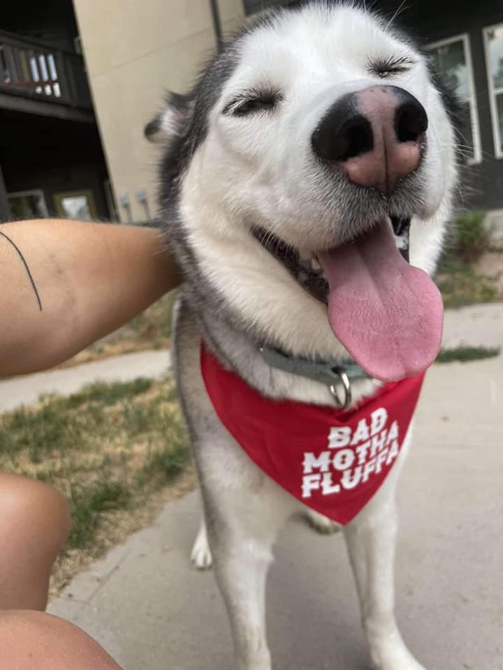 BAD MOTHA FLUFFA dog Bandana - Etsy Singapore