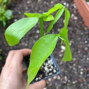 Spanish Lime Seedling mamoncillo Verde Melicoccus - Etsy