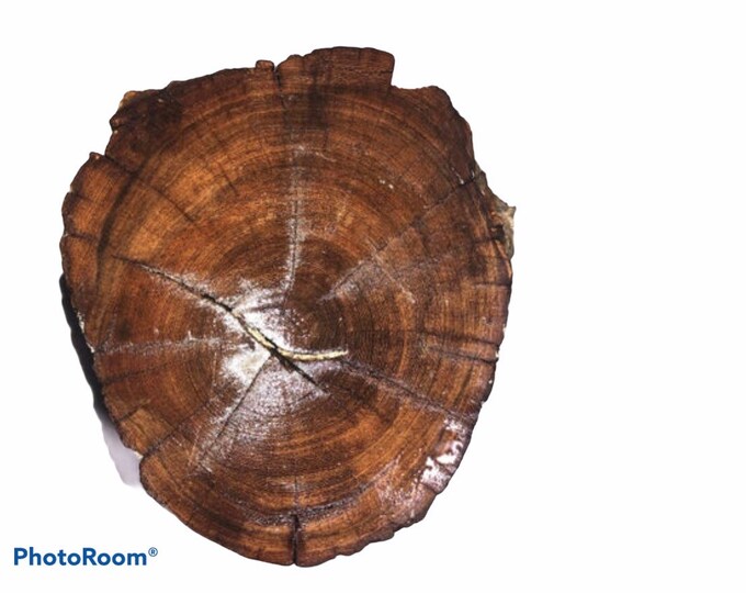 Jamaican Dogwood Log Raw Edge Wood Round Blank for Bowl Turning or ...