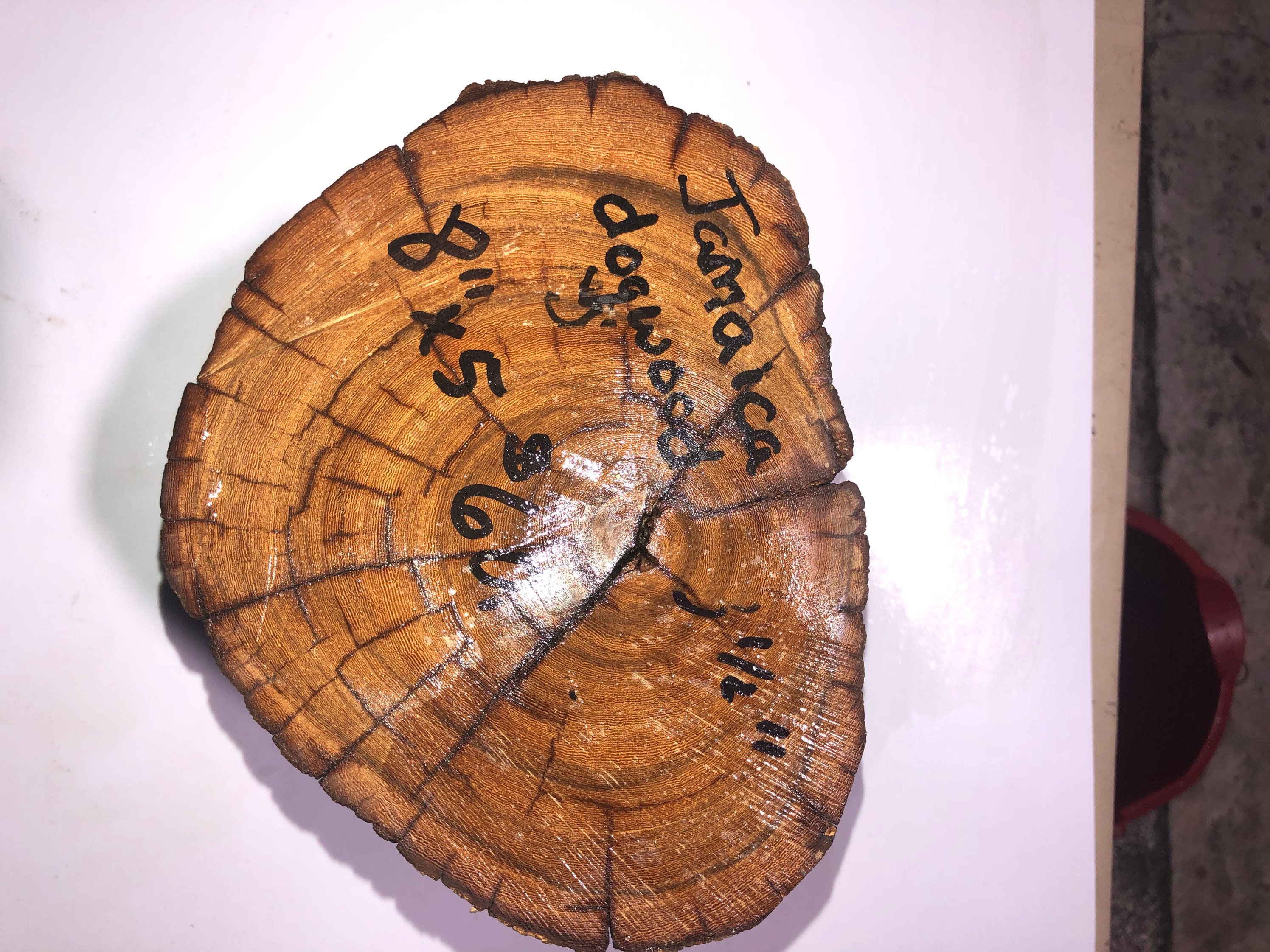 Jamaican Dogwood log raw edge wood round blank for bowl | Etsy