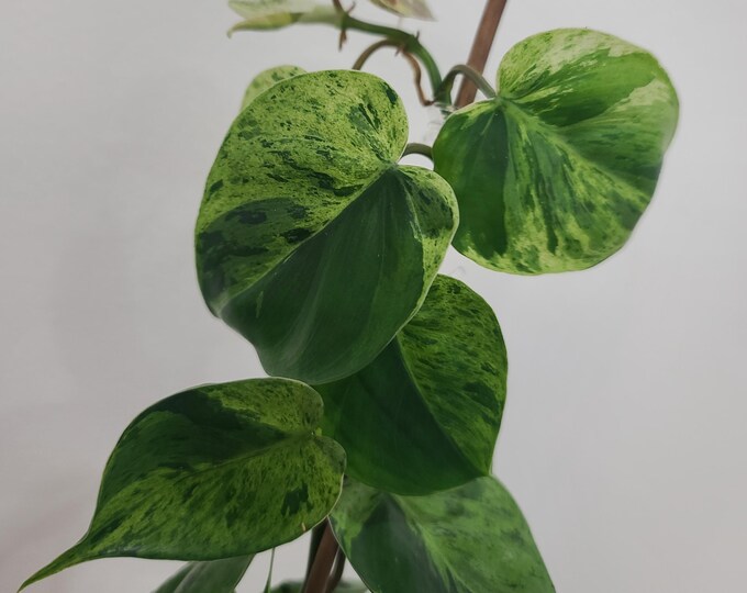 Variegated Heartleaf Philodendron - Etsy